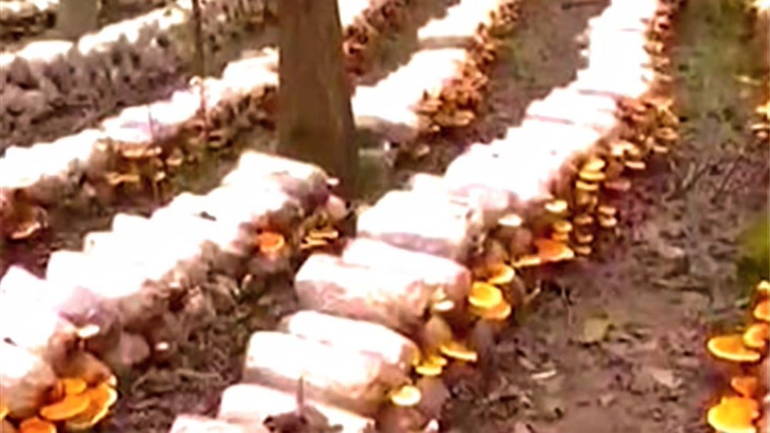 山林里种植灵芝,用樟树木屑为其提供养分,这种樟芝与众不同!