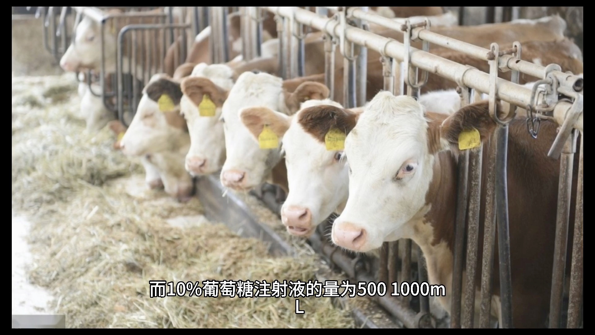 牛流行性感冒的症状及其综合防控技术