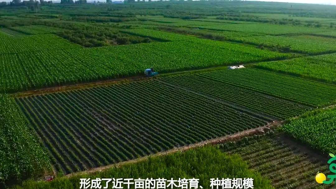 安徽德丰生态农业果树苗木宣传视频