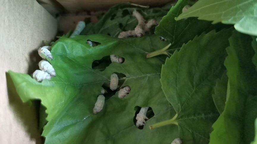 这些蚕干饭太猛了,简直就是造粪机。