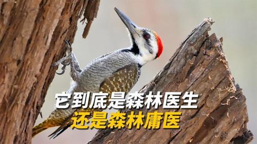 啄木鸟一只最头铁的鸟,每天撞击树木12000下却不会脑震荡