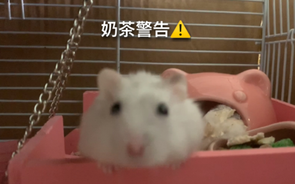 #奶茶观察日记18#我的仓鼠生气了,因为听了出门前老母亲的碎碎念