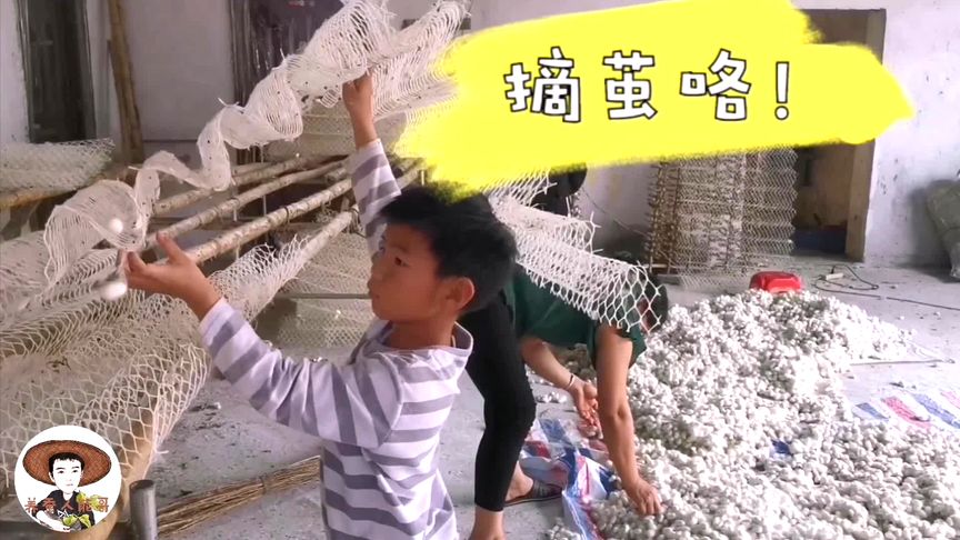 9个人摘蚕茧,166斤花了两个半小时,来看看是怎么摘茧吧