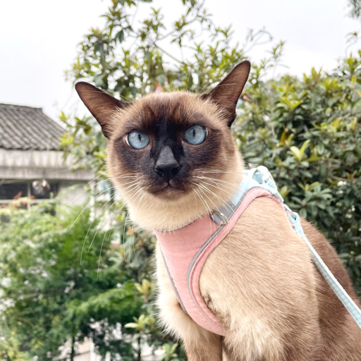 小玉姐姐的煤老板 