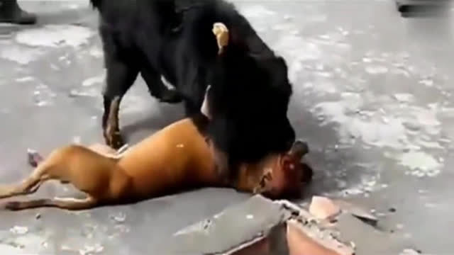 藏獒这一招直接秒杀比特犬,比特不败神话就载在这了!