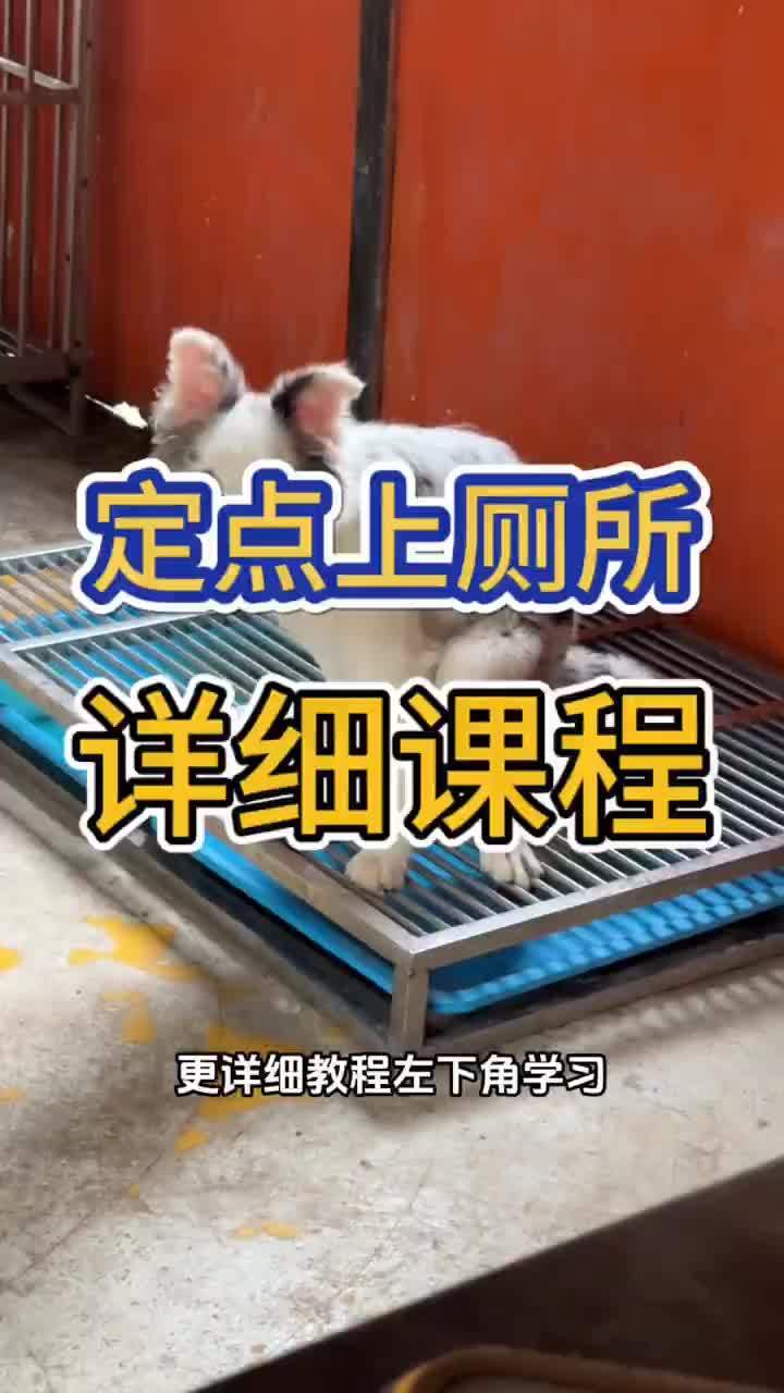 狗狗室内定点排便教程想要更详细教程私信我