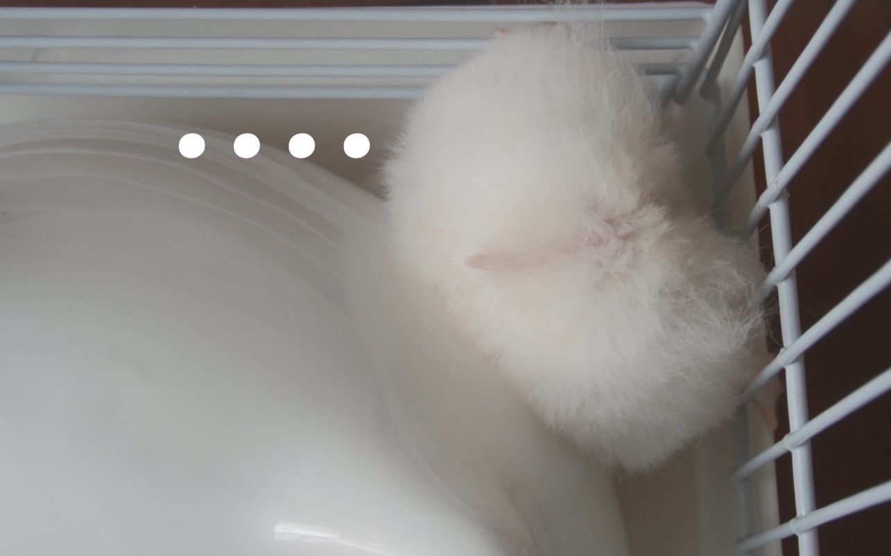 【云吸鼠】仓鼠观察日记纯净版