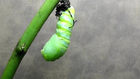 高清摄像机记录下蝴蝶破茧成蝶的全过程!