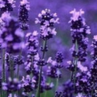 无计可施这无味的日子 