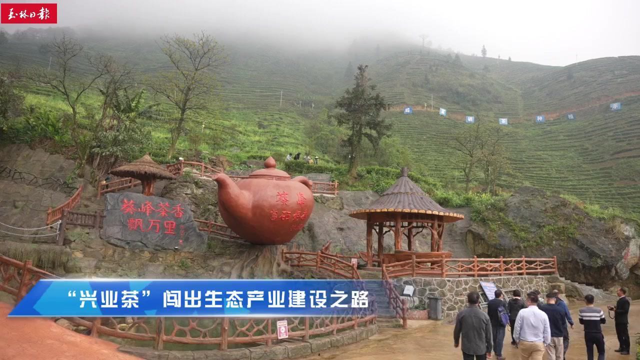 "兴业茶"闯出生态产业建设之路~#乡村振兴#富硒茶#玉林