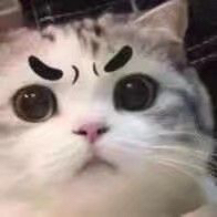 猪都叫不醒的人 