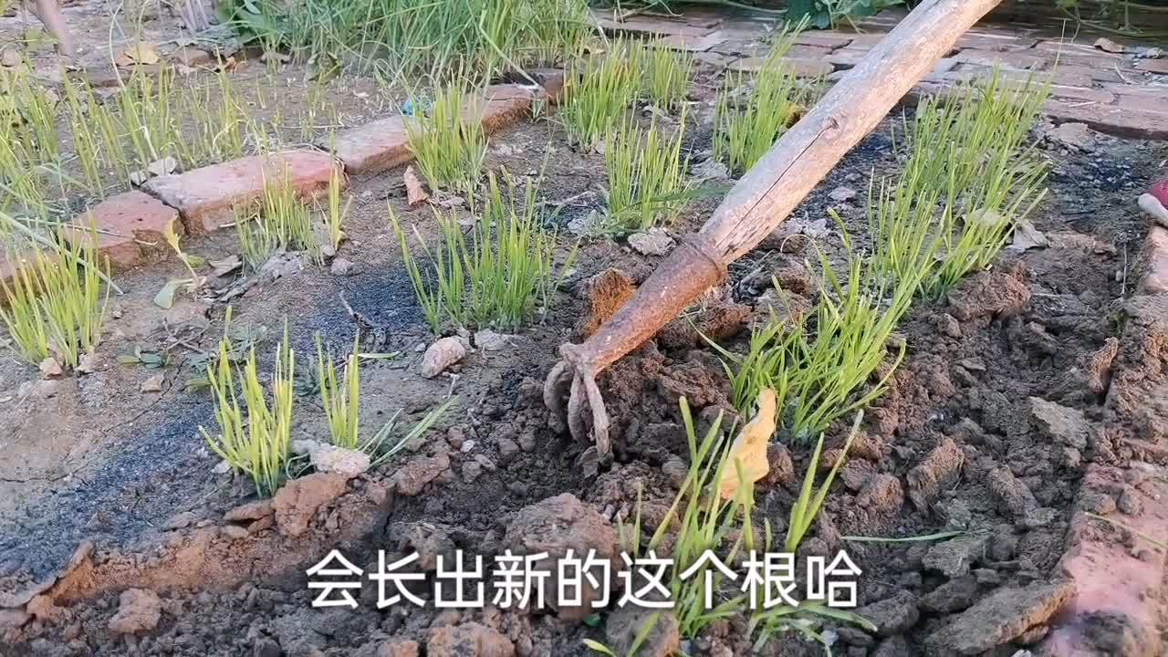 种韭菜很简单,只需做好两个动作,就能苗粗叶壮,学学