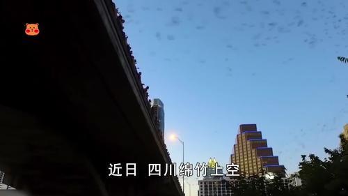 四川绵竹上空出现大量蝙蝠,黑压压满天飞舞,是否是地震预示?