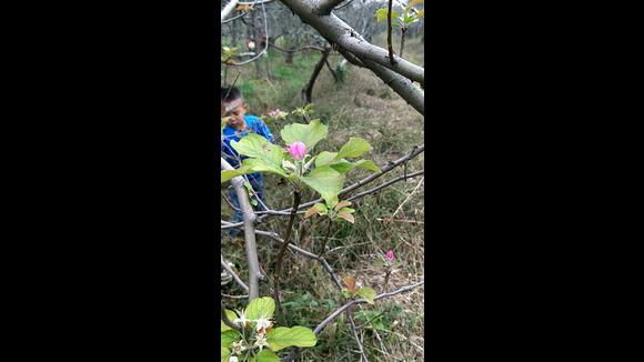 秋天来了!苹果花开了和苹果成熟了同时存在!奇特!