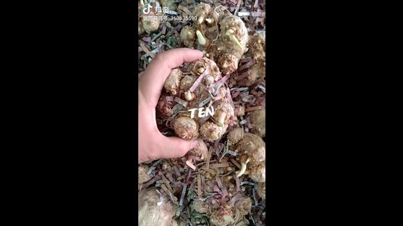 马蹄莲有幸运,福气财运等吉祥的寓意
