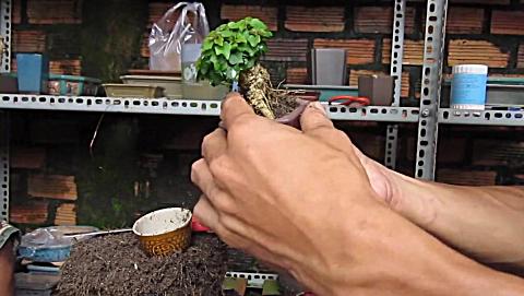 如何创建盆景树-设计迷你盆景