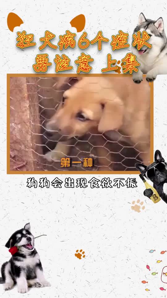 狂犬病的6个症状,要注意宠物宠物宠物 狗 抖音小助手