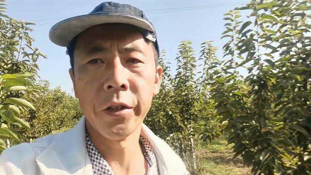 大樱桃种植,幼龄时期,这些简单的管理要知道