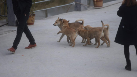 为什么农村的狗不咬素未谋面的亲戚?原因令人意想不到