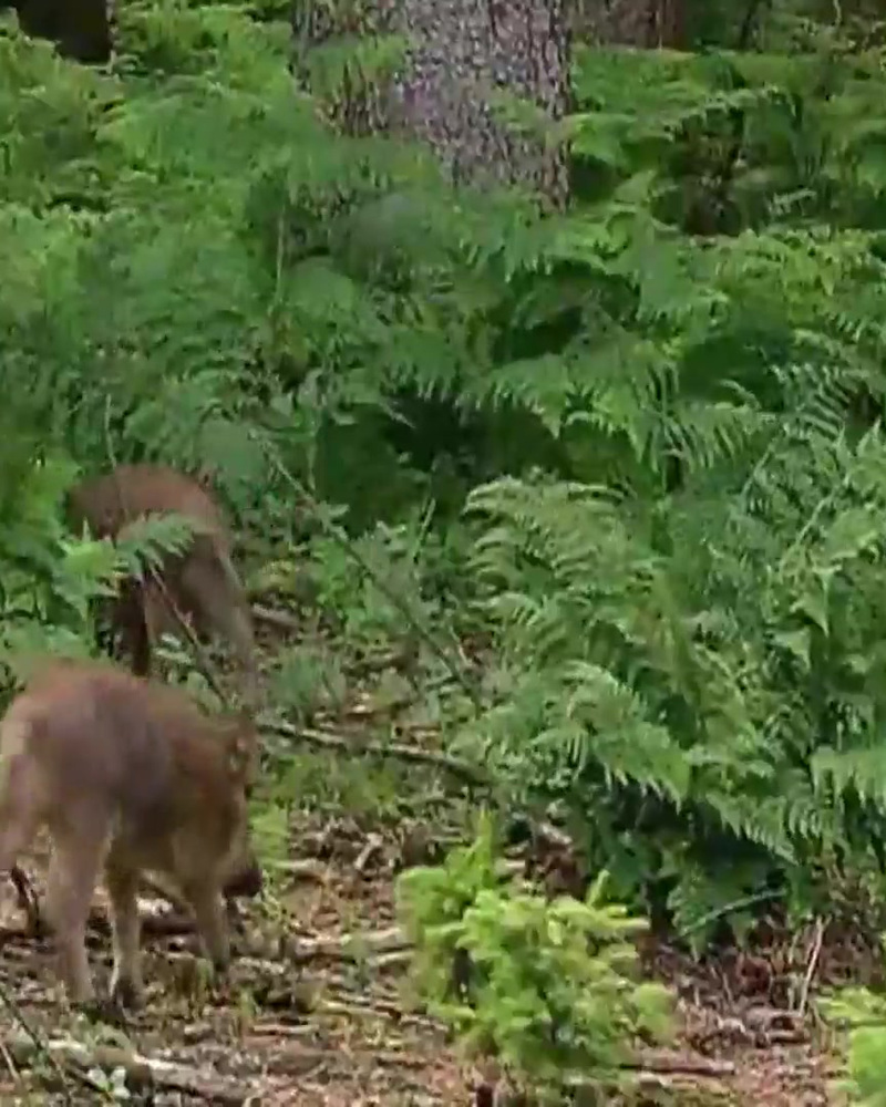 生活在森林中的这种小动物敏捷的身法就和灵猴一般