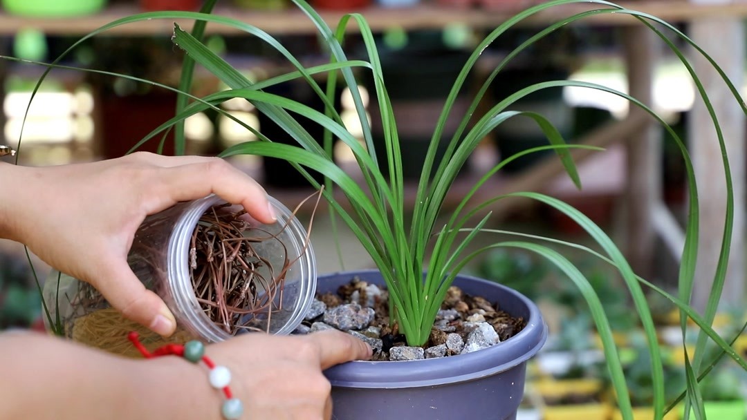 养兰花,植料选择是关键,而用“松针”与“松树皮”的常识要知道