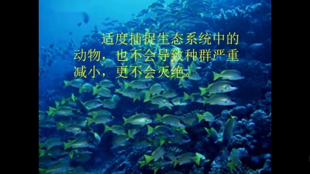 生态系统的稳定性(生物组)