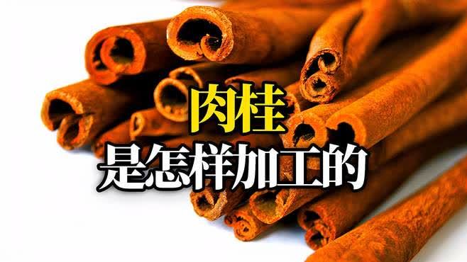 肉桂是怎样加工的?先剥掉树皮,再放在阳光下暴晒