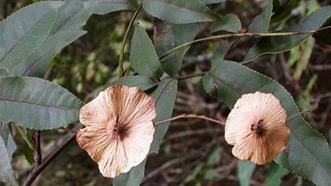 薏米加它煮着喝,祛湿效果好,还能降血糖,清洁血管,最适合夏天饮用