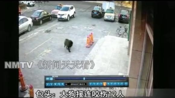 内蒙一只藏獒发狂咬伤12人,民警正全力寻找狗主人!