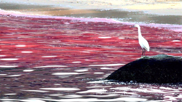 世界仅4000万岁的海,景色十分美丽,名字以海的颜色命名