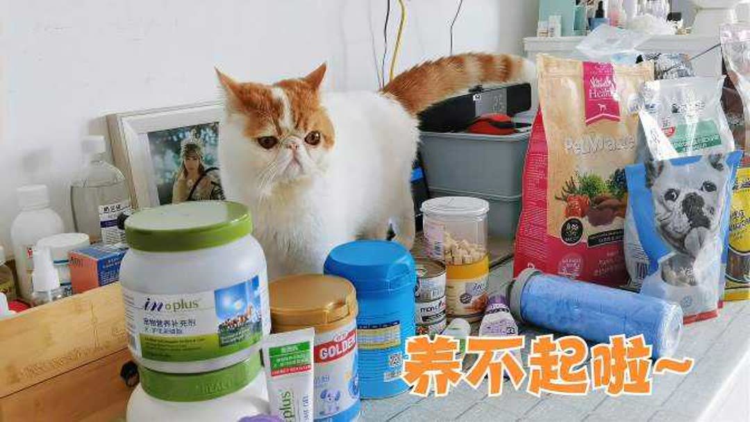 第一次统计宠物花销这月4014元,看我都买了啥?想让猫去猫咖打工