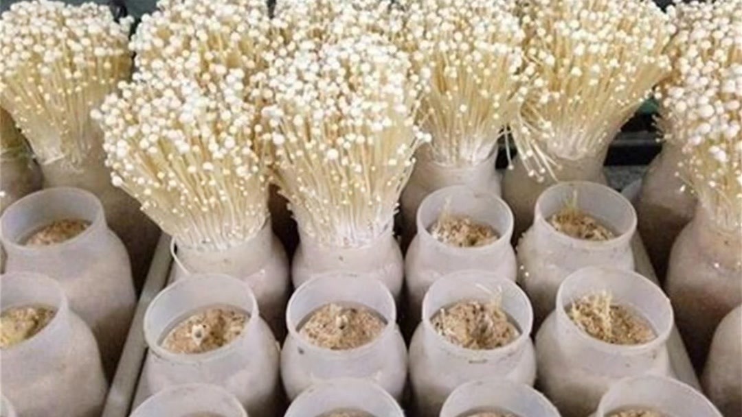 金针菇的根部一定要留下,教你一方法,几天就发芽,以后不用买了