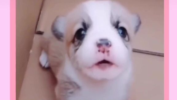 搞笑宠物合集:为啥汪星人能够模仿各种动物的叫声,就是不会狗叫