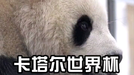 谁说中国没去卡塔尔世界杯除了国足都去了!