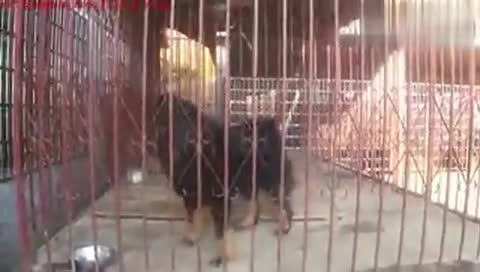 比特犬vs藏獒 藏獒与狮子打架视.