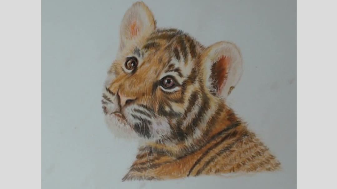 怎样用彩铅画动物的毛发?一度怀疑自己用的是假彩铅系列