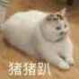 赶作业的阿菜 