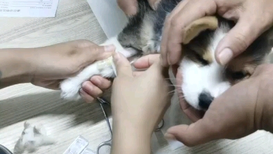 小智查出来了细小和冠状,已经住院了,小狗狗一生病都看起来特别可怜,...