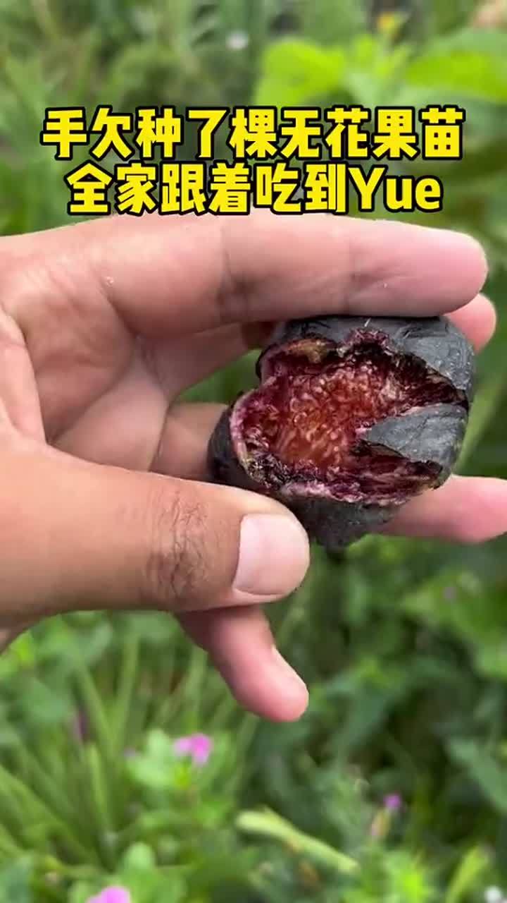 因为好奇在家种了一颗无花果,没想到这么能结果
