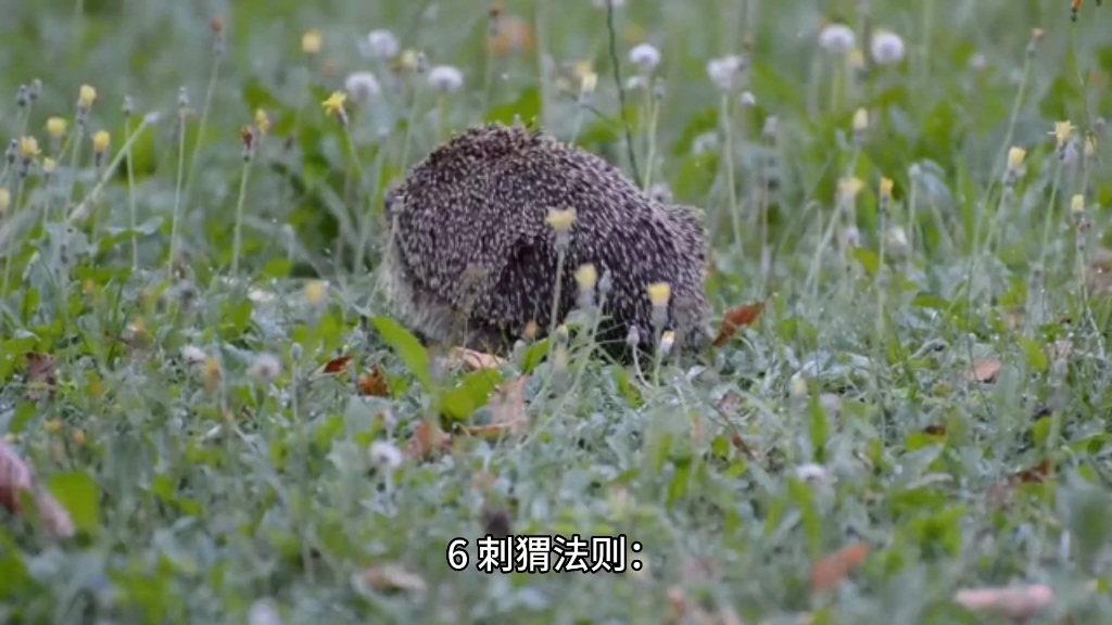 ...、羊群效应、刺猬法则、手表定律、破窗理论、二八定律、木桶理论