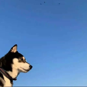 小杨爱知识 