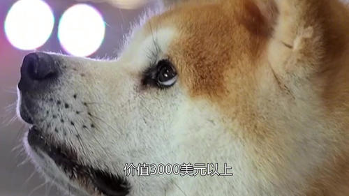 世界上最贵的七种狗狗排行榜,看看你家的狗子上榜了吗?