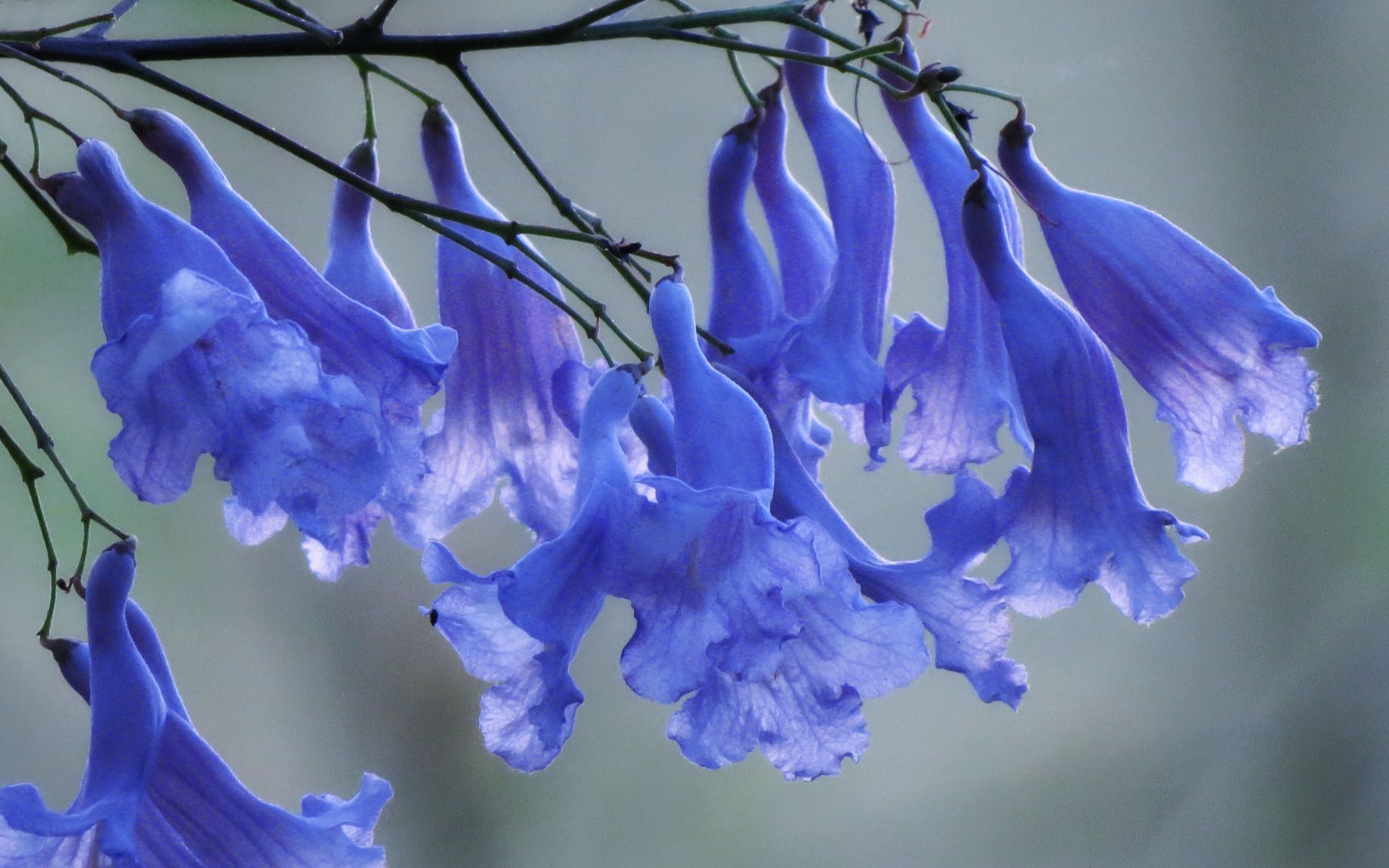 最美蓝花楹(PR制作电子翻页相册)