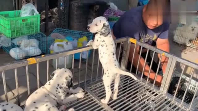 实拍狗市:本市宠物狗泛滥成灾,品种实在太多了,很多我都没见.