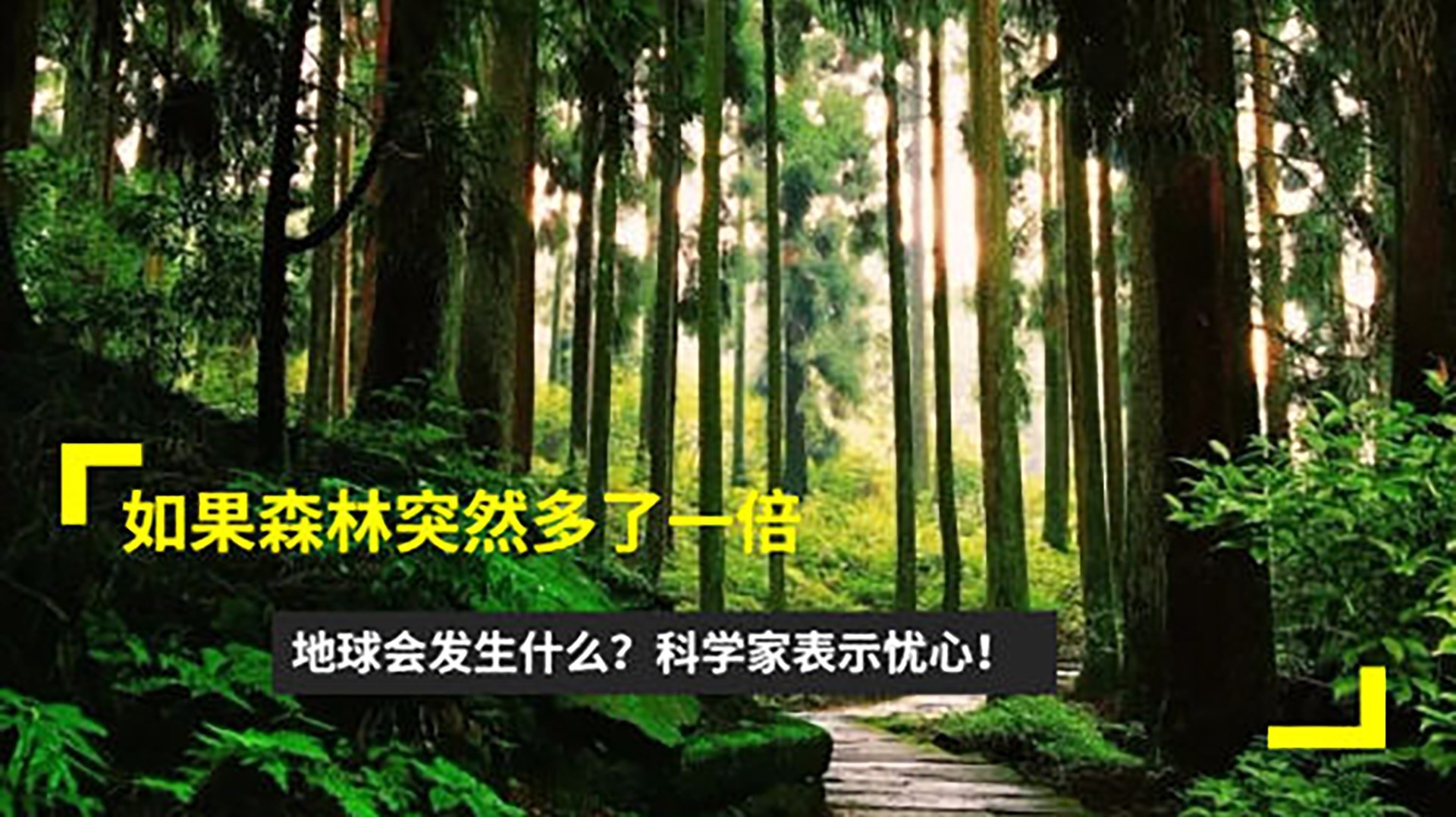 如果森林突然多了一倍,地球会发生什么科学家表示忧心!