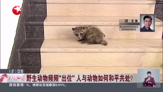 ...动物频频“出位” 人与动物如何和平共处? 貉是国家二级保护动物 ...