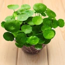 喜欢柔道的东方宛畅 