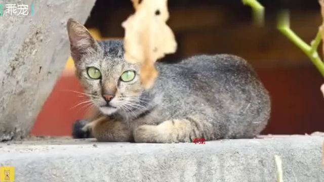 离家出走三年的小猫害怕挨打,只能远远的盯着主人,可怜死了