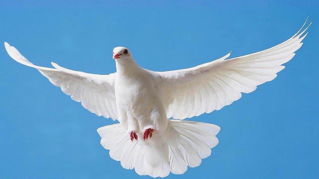 信鸽为什么能够千里送信,却不会迷路呢?看完涨知识了