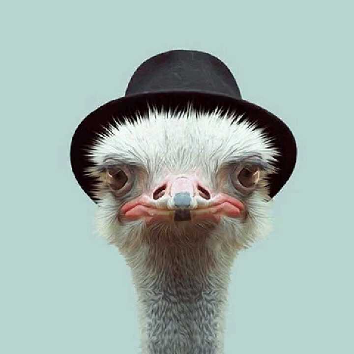 YUANG1481643350624454 